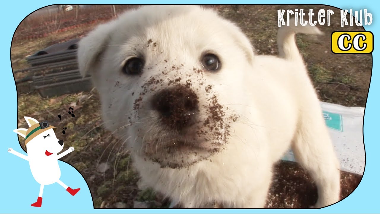 Will You Dare Raise 6 Puppy Siblings?😱l Kritter Klub - YouTube