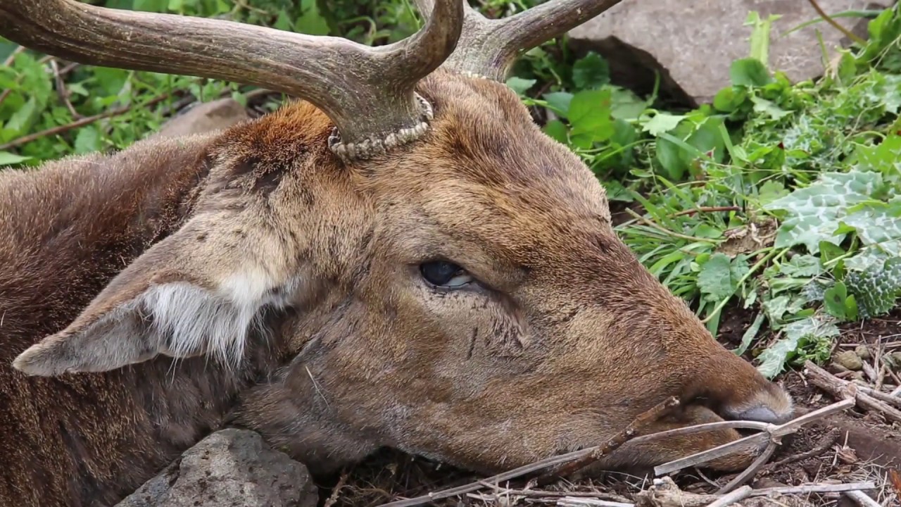 Bowhunting Fallow Bucks - YouTube