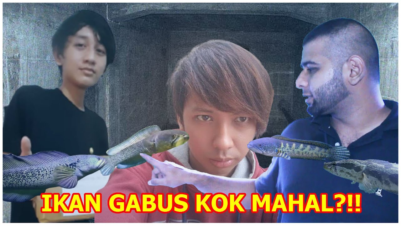 GALLERY IKAN SNAKEHEAD IMPORT DI JAKARTA - YouTube