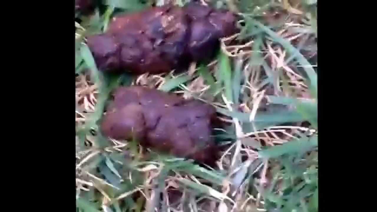 Poop lady - YouTube