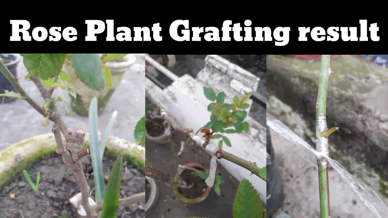 Rose Bud Grafting | Grafting of Rose Plant With Full Update | How to ...