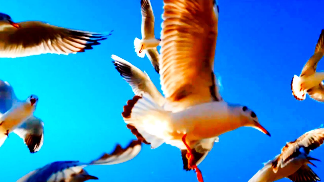 4k Seagull Sound Effect. Nice natural Sound. Stress Relief Music - YouTube