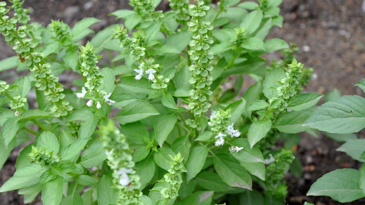 Kivumbasi. Kutoa majini,Nyungu, Mvuto. 255768843415 - YouTube