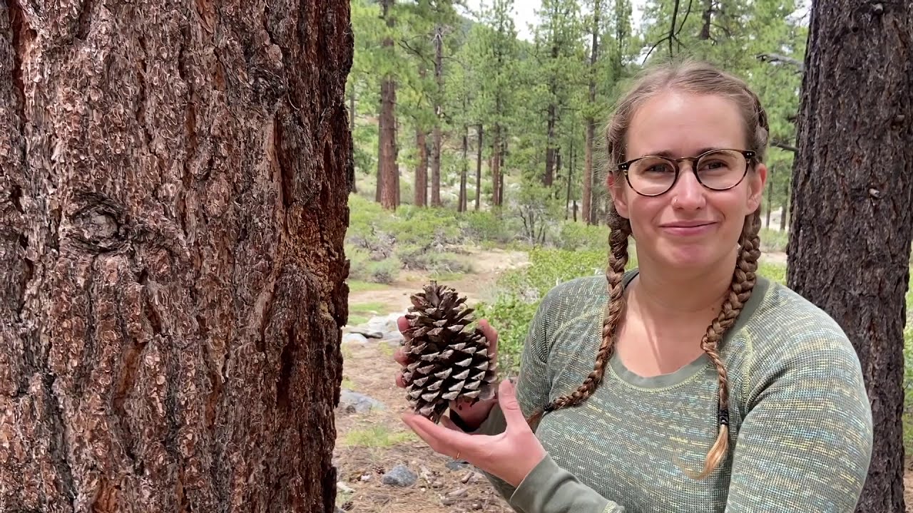 Cadette Trees badge - YouTube