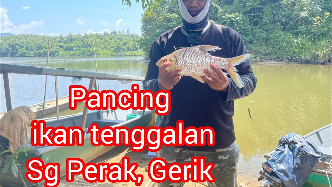 pancing ikan tenggalan,#1k #fishing #strike #fish #subscribe #angler # ...