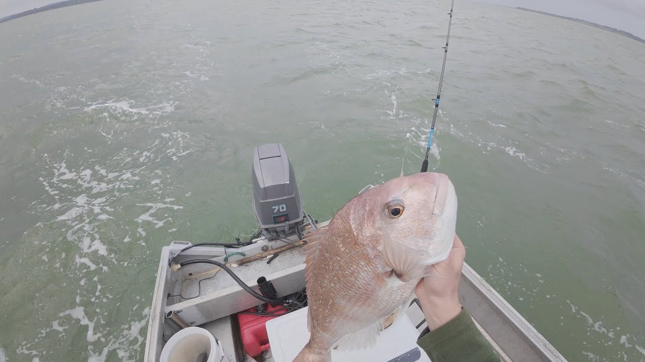 Hunting for the Elusive 20LB Snapper - Kaipara Harbour - WEST COAST ...