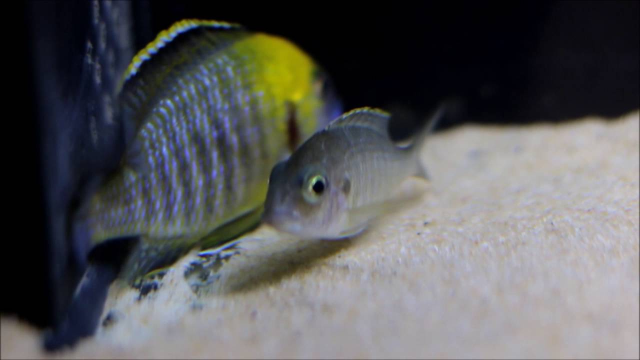 Reproduction Lethrinops sp. gold Harbour Island - YouTube