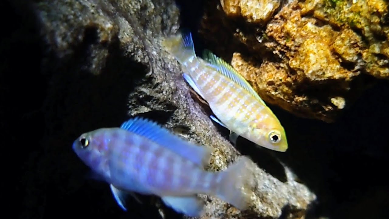 Beautiful African Cichlids Biotope | Amazing Colorful Aquarium Setup ...