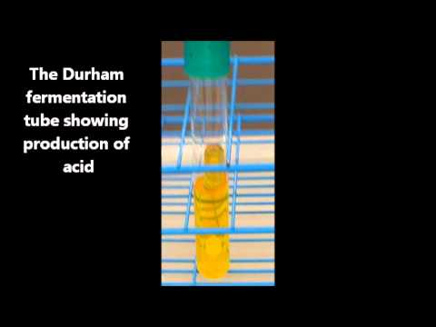Durham tube fermentation - YouTube