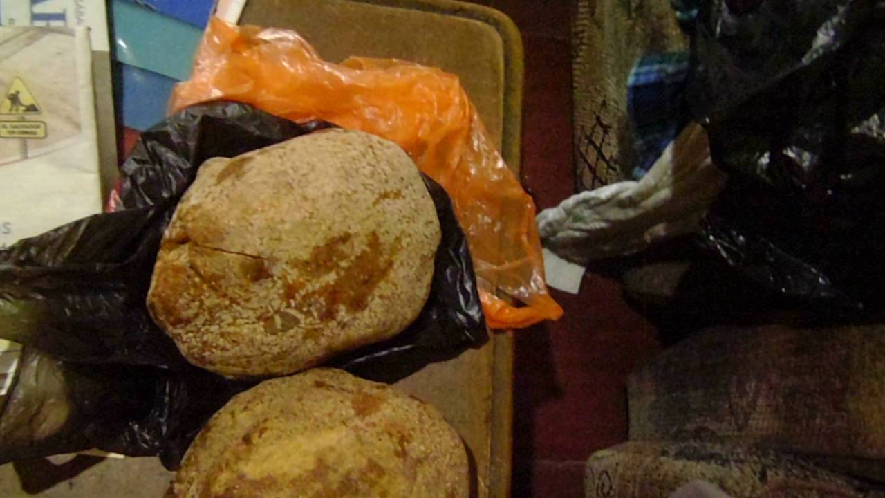 Sunza (Licania platypus) - YouTube