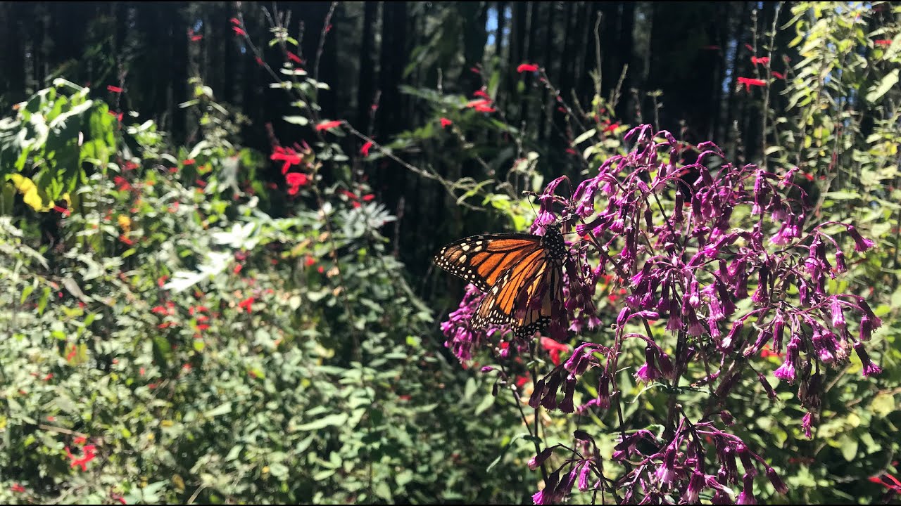 Mariposa Monarca, Santuario Piedra Herrada - YouTube