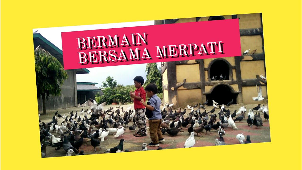 BERMAIN MERPATI DI GURUN PUTIH LESTARI - YouTube