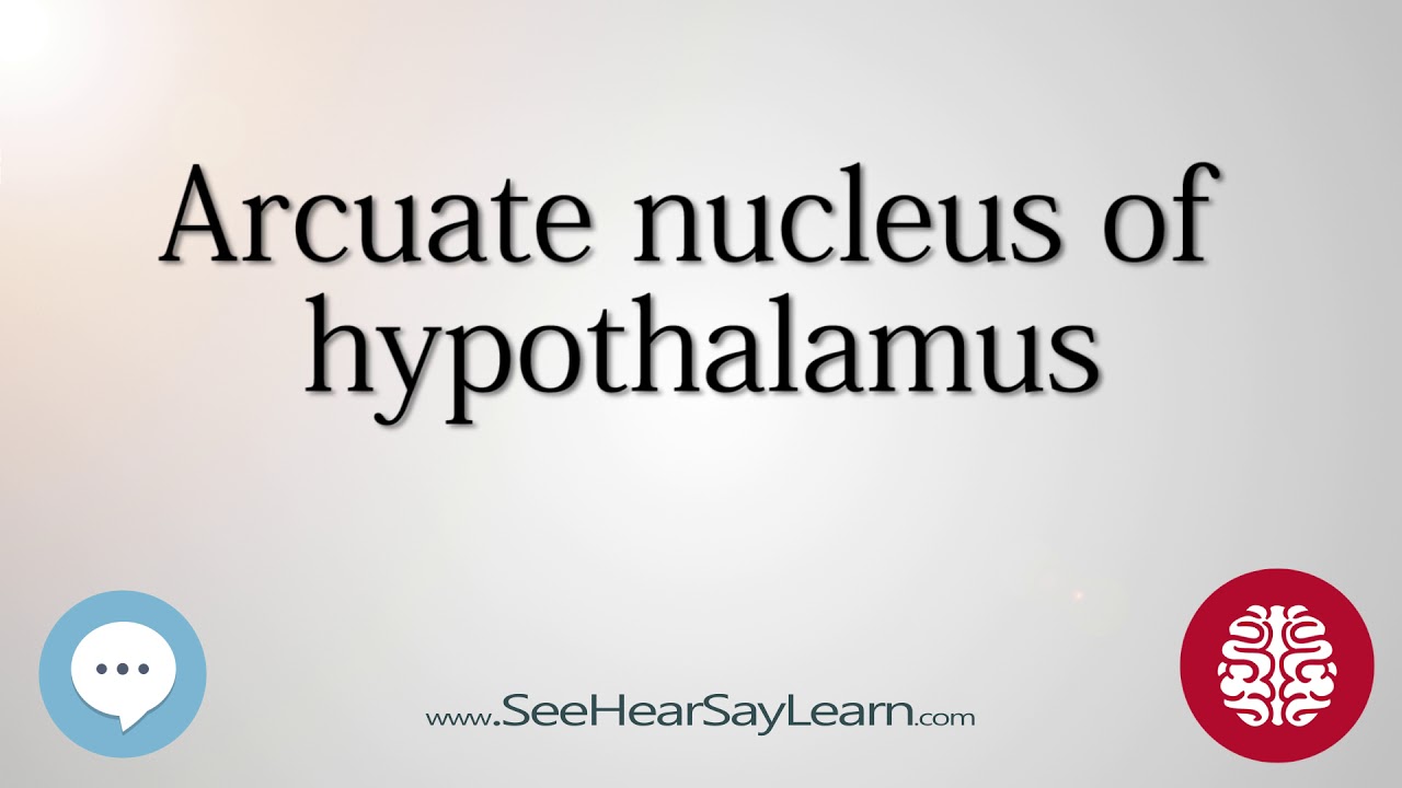Arcuate nucleus of hypothalamus Anatomy of the Brain SeeHearSayLearn 🔊 ...