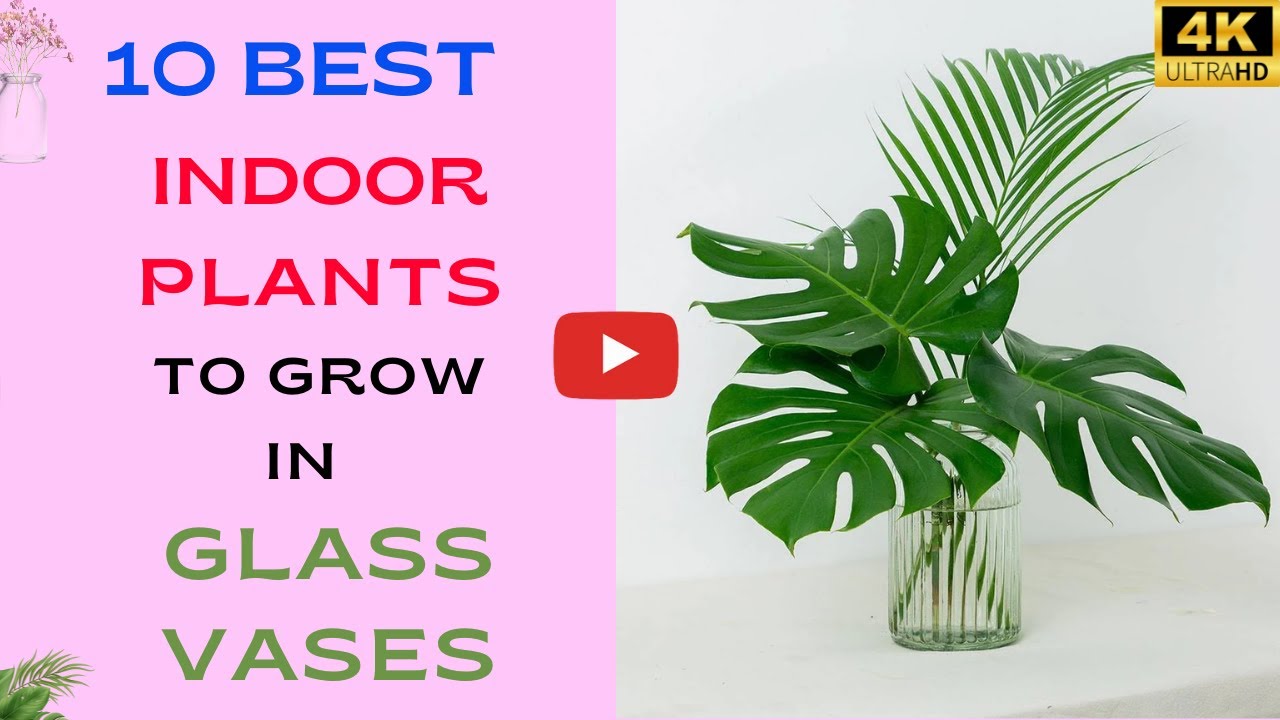 10 Indoor Plants to Grow in Vases | Indoor Plants to Grow in Water (No ...