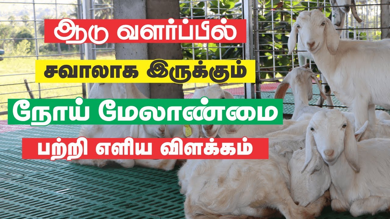 AADU VALARPU IN TAMIL | ஆடுகளுக்கு நோய் வராமல் தடுக்க சிறந்த வழி ...