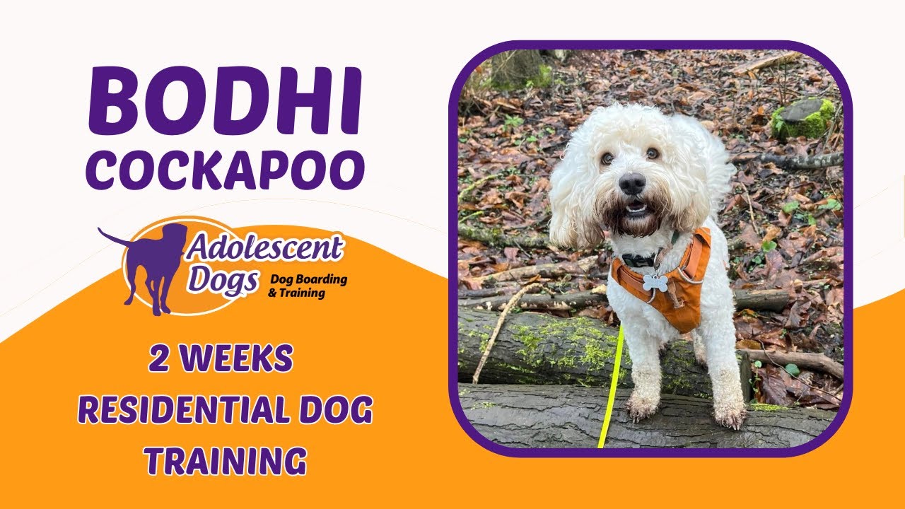 Bodhi the Cockapoo | 2 Weeks Residential Dog Training - YouTube