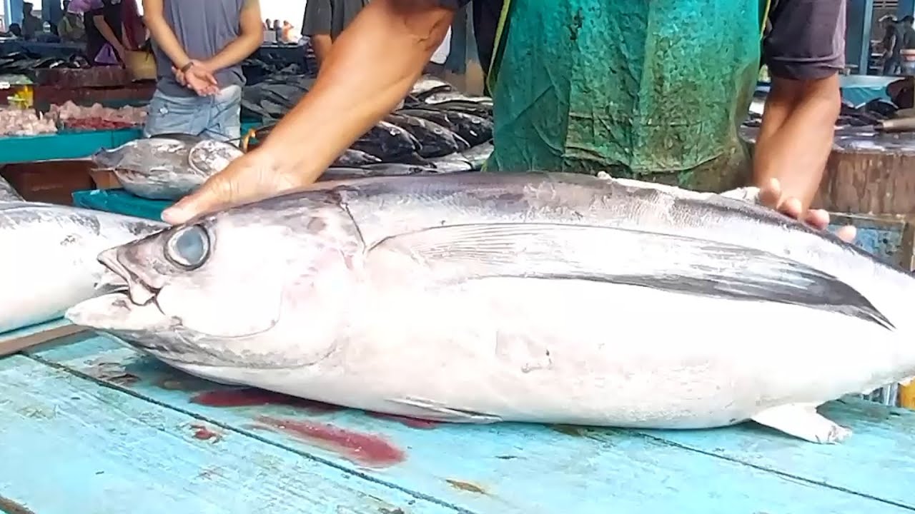 Live 26 Jan 2025 🔥🔪🔥 Amazing fresh albacore tuna cutting for culinary ...