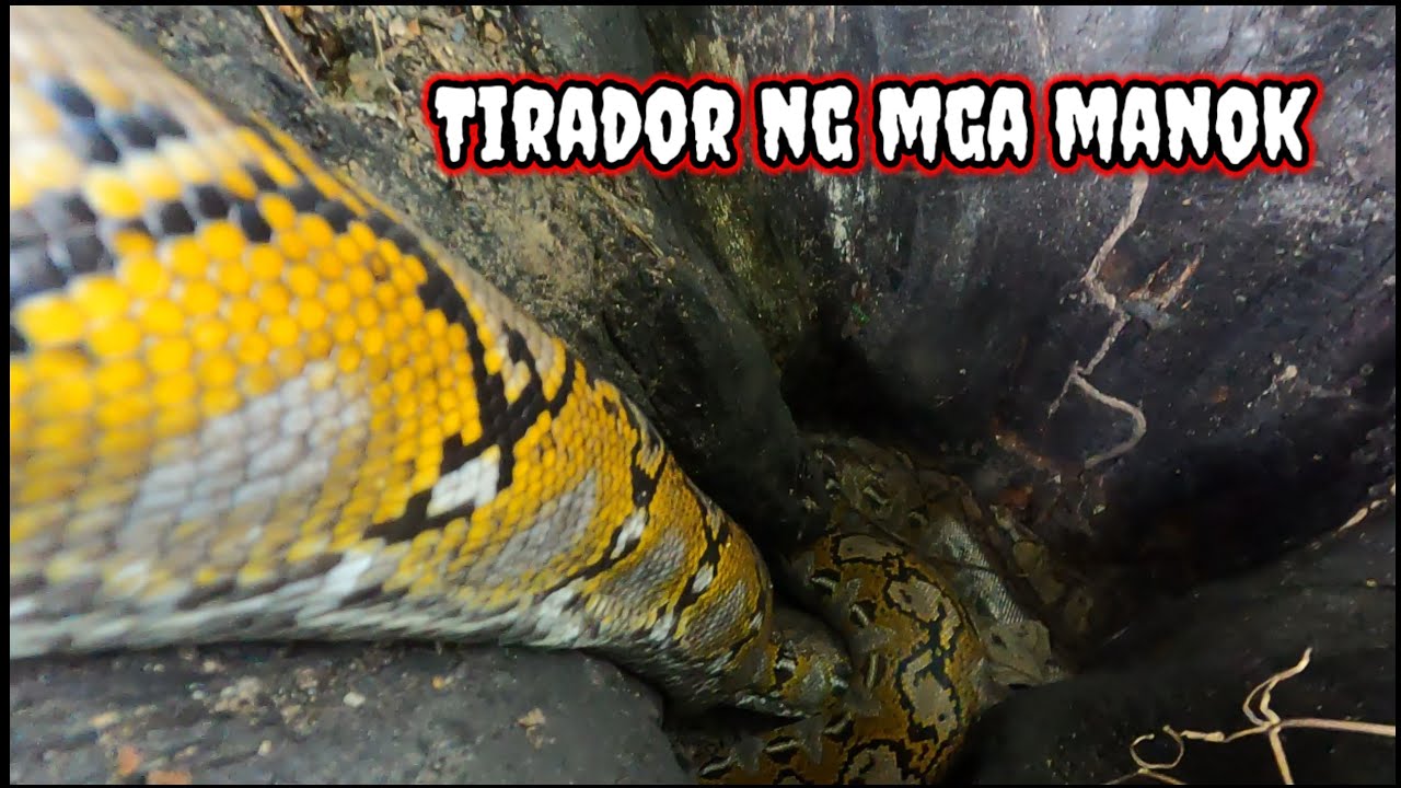 ANG HIGANTENG AHAS WALANG PATAWAD SA MGA MANOK - YouTube