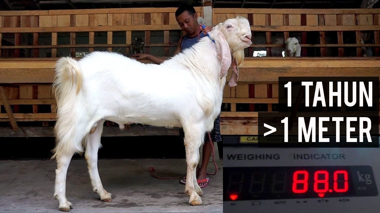 RAJA KAMBING ETAWA | KAMBING ETAWA SUPER BESAR - YouTube