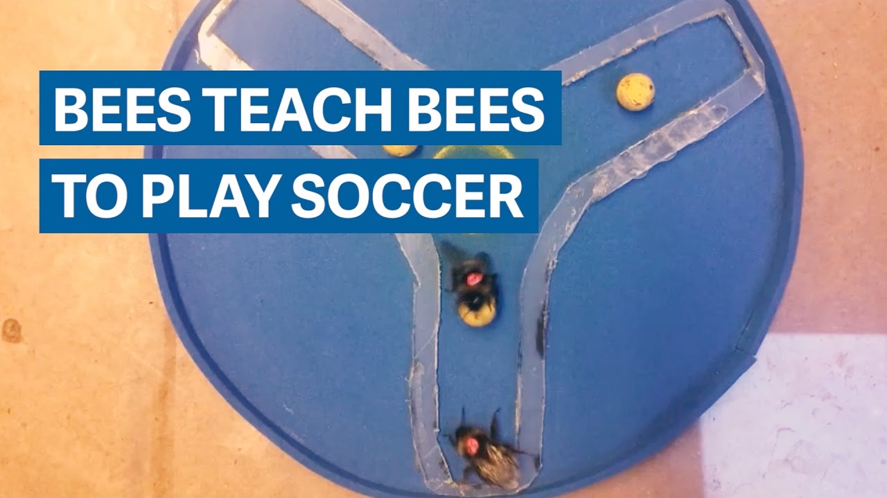 These bees taught their friends to play bee soccer - YouTube