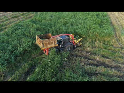FENDT & VALTRA  하베스터 작업 (Feat. Q305 구난)
