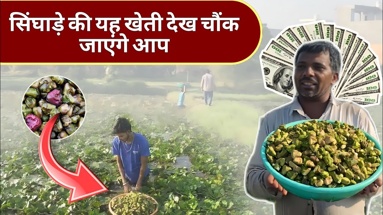 सिंघाडे की खेती का पूरा ज्ञान 😮 || fruit Farming in India Singhara or ...