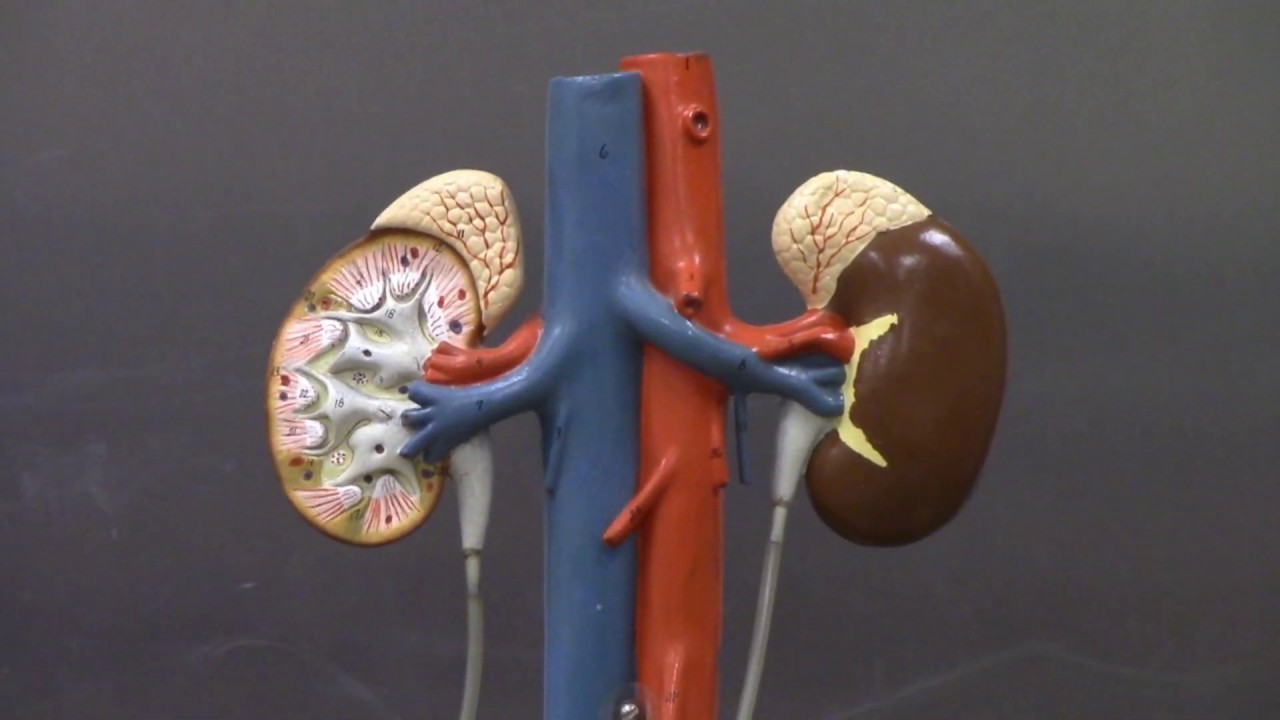 Urinary System Model - YouTube
