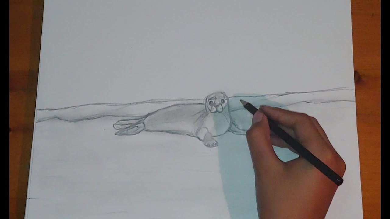 Como dibujar una foca--How to draw a foca - YouTube