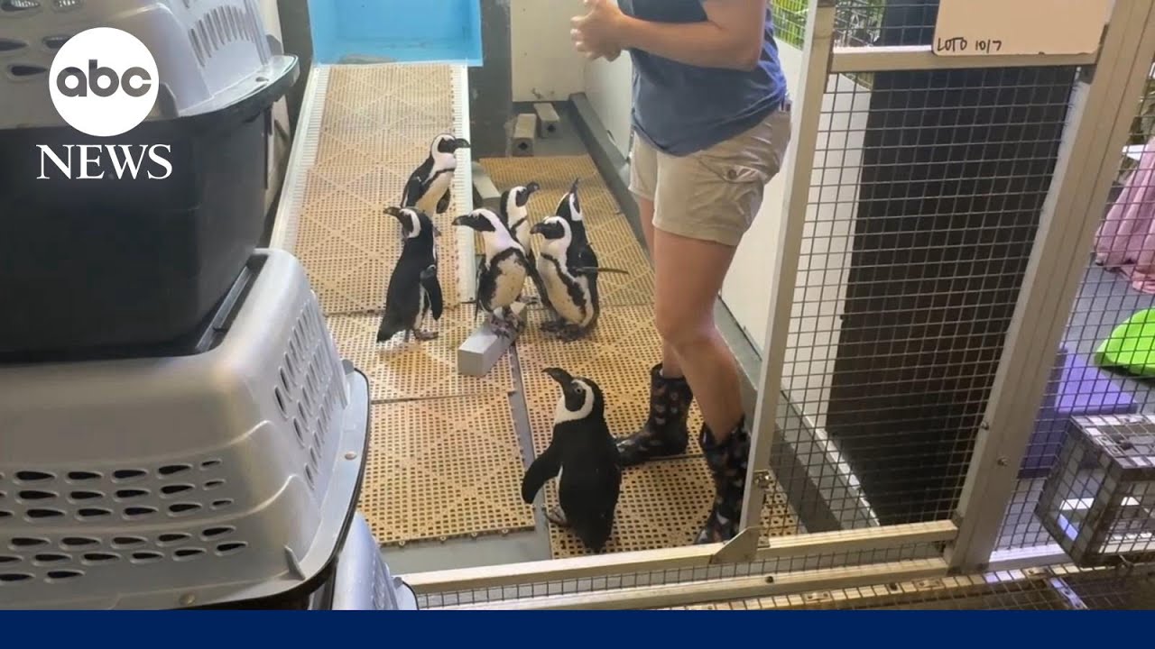 How Tampa's zoo and aquarium are preparing for Hurricane Milton's ...