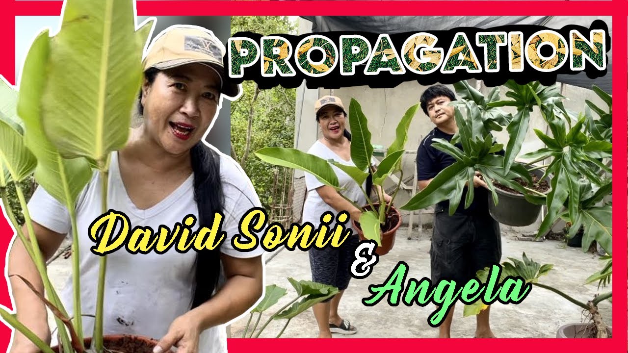 Propagation of Ultra Rare Philodendron Davidsonii and Thaumatophyllum ...