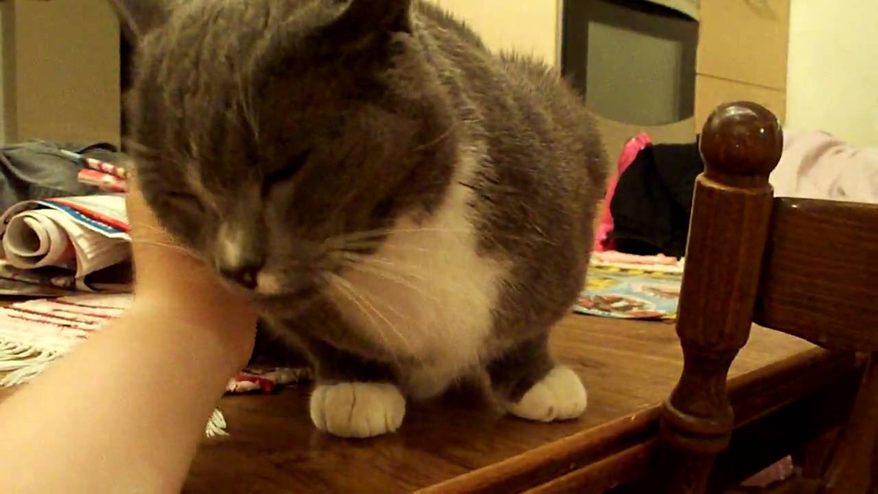Kitty Cat begging for a tasty snack! - YouTube