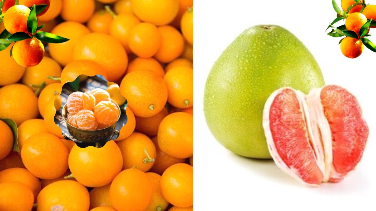 Sweet Small Orange Fruit with leaves.| The pomelo fruit | Pomelo ...