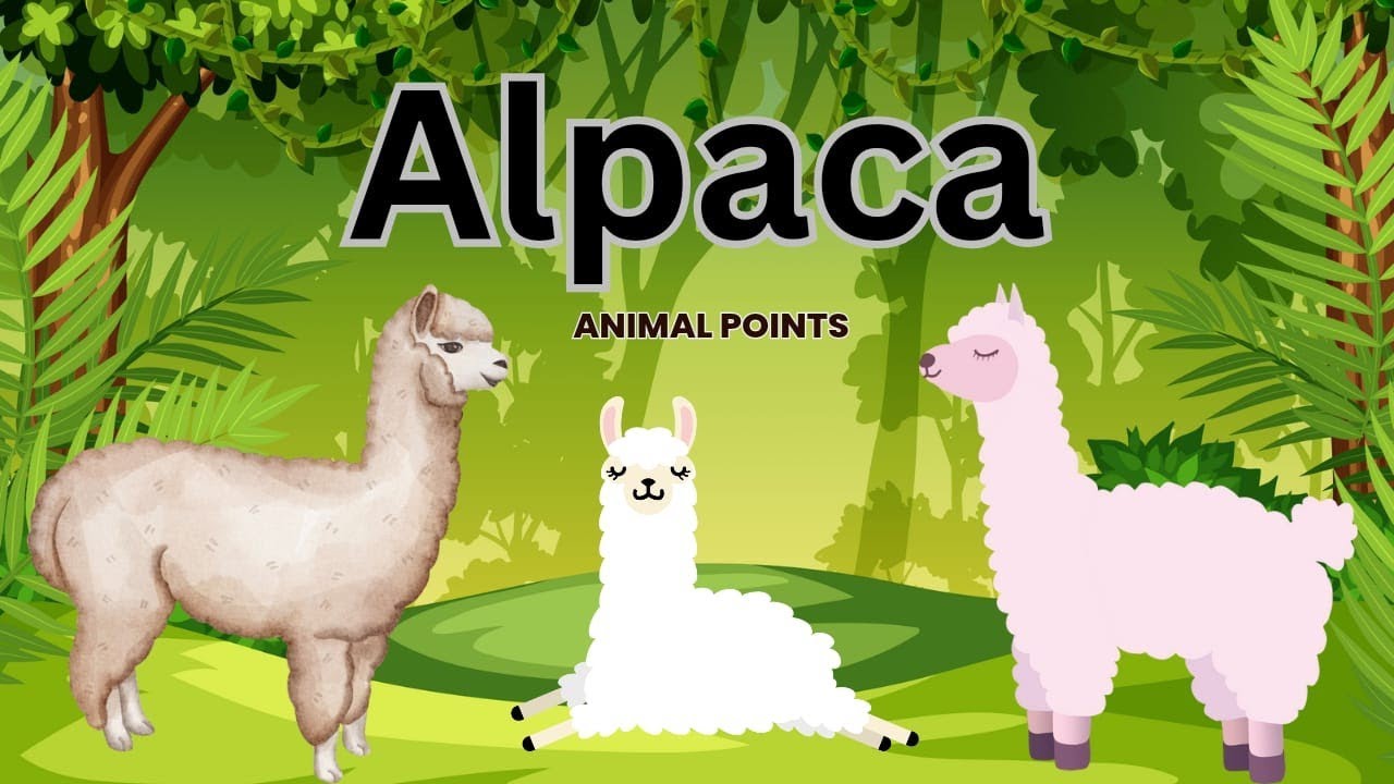 Adorable Alpacas Video || Animal Points - YouTube