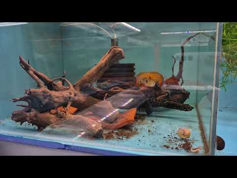 Akvaryum Vlog #600 (Pleco Geldi)