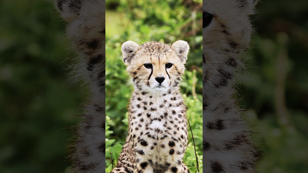 Good morning, world! This baby cheetah's morning grumpiness is adorably breaking the rules!# ...