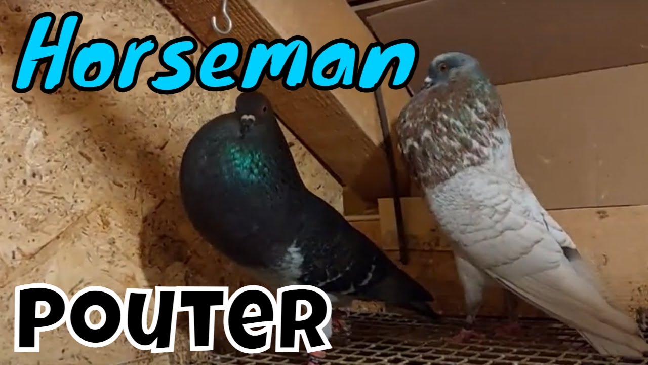 Porumbei Gusati - Horseman Pouter - YouTube