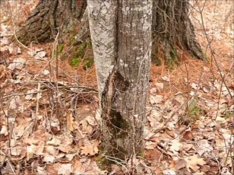 Trees - structural pruning and young tree training - YouTube