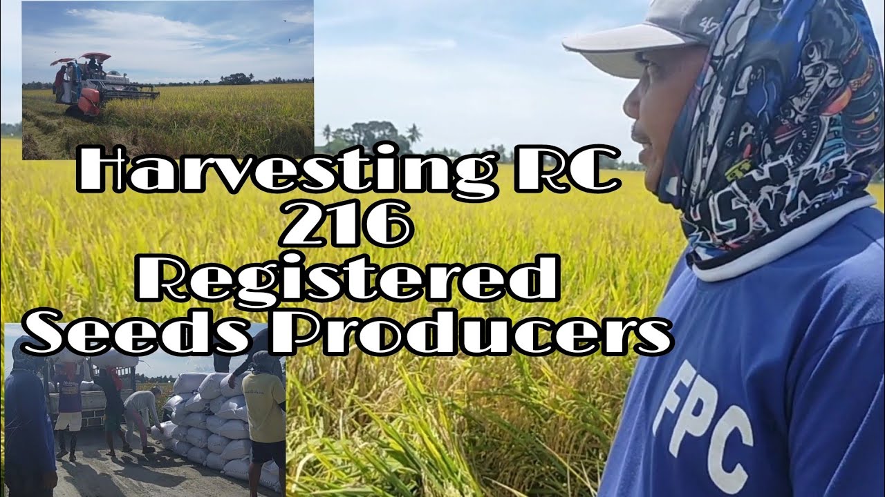 Paano mag harvest ng RC 216 Registered seed's Producers at magkano ang ...