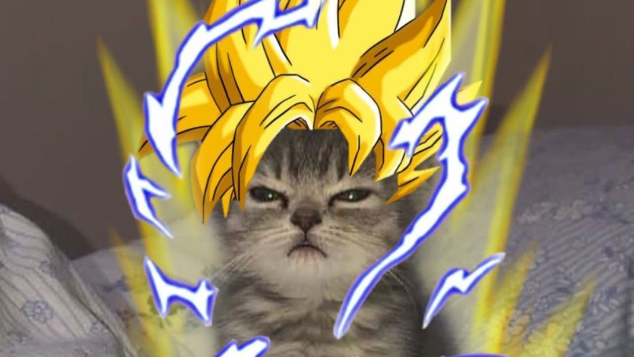Super Saiyan Cat - YouTube