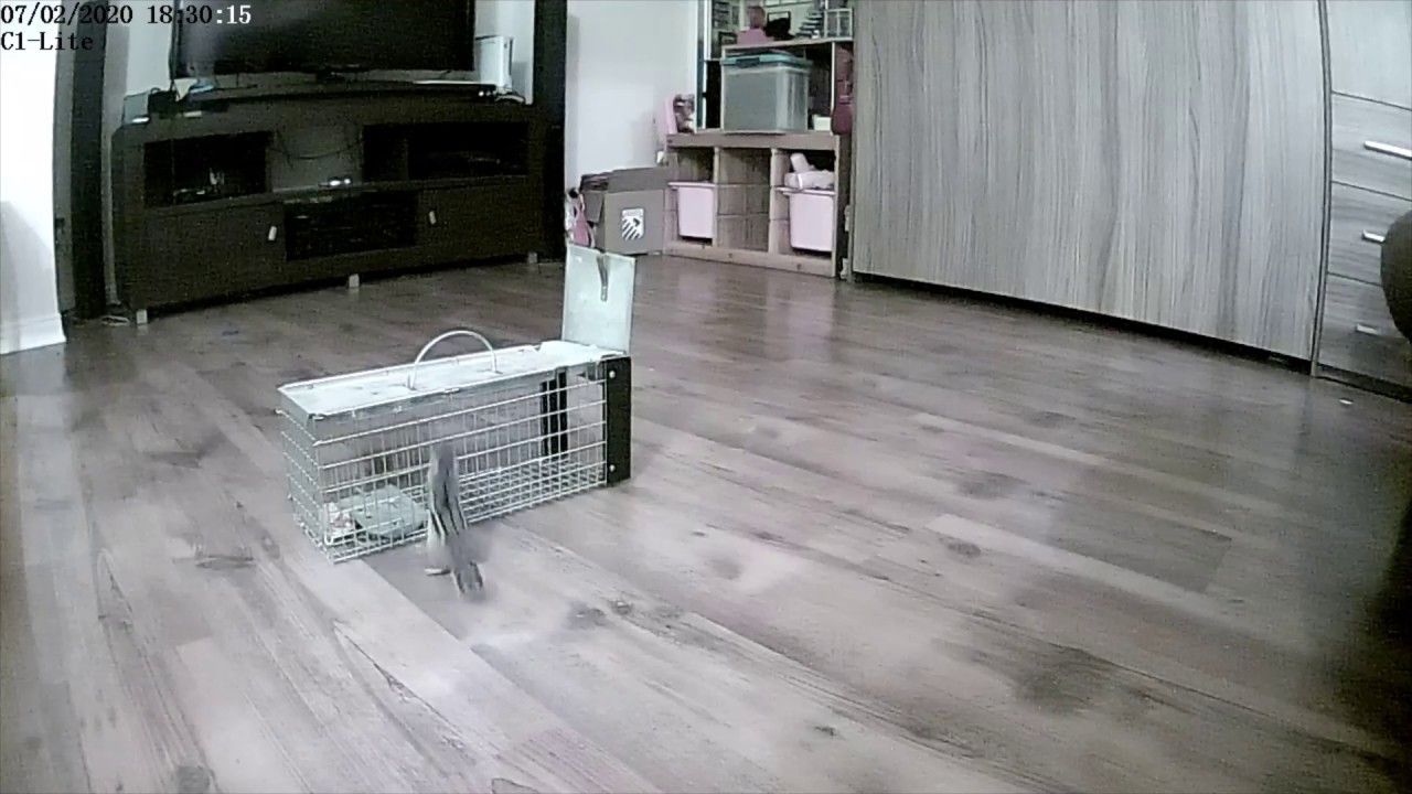 Catching a chipmunk stuck in my basement - YouTube