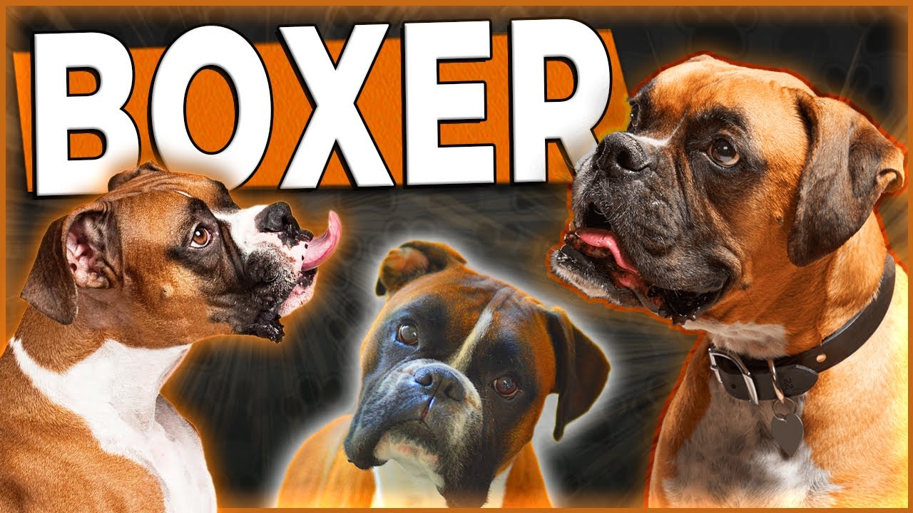 Boxer - Um CACHORRO muito DIVERTIDO e PROTETOR - Tudo sobre a raça ...