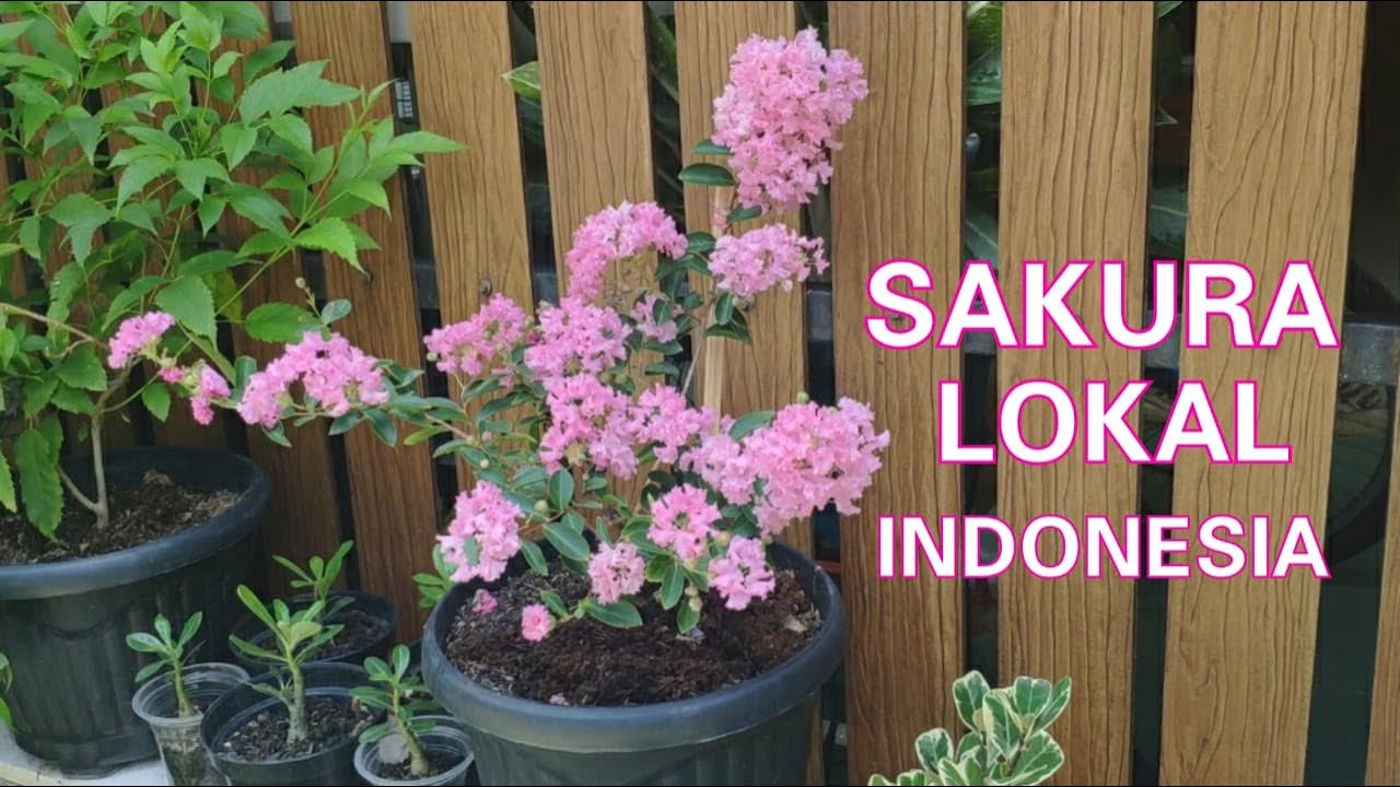 CANTIKNYA SAKURA LOKAL INDONESIA ( BUNGA BUNGUR MICRO) - YouTube
