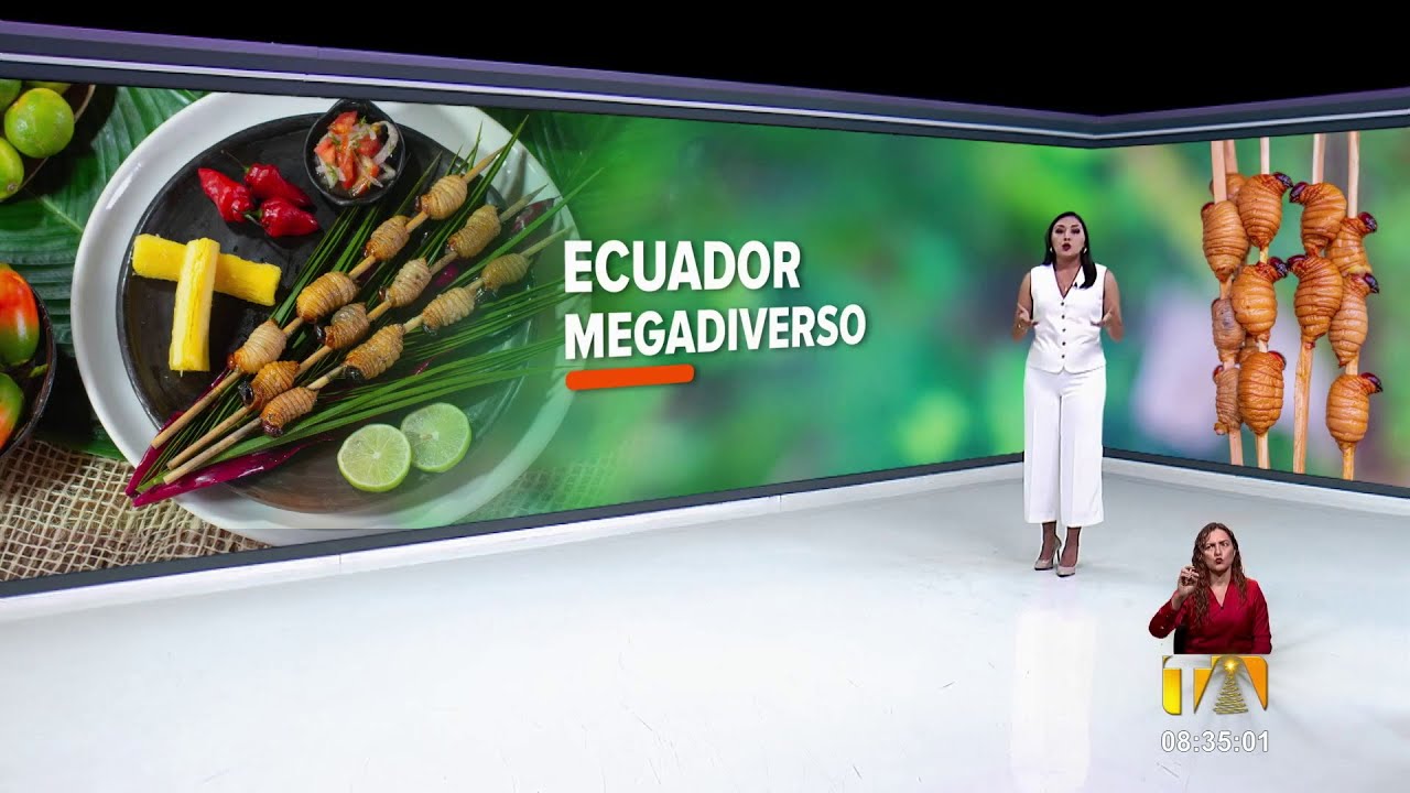 Ecuador megadiverso: Conozca más sobre el chontacuro, un insecto de la ...