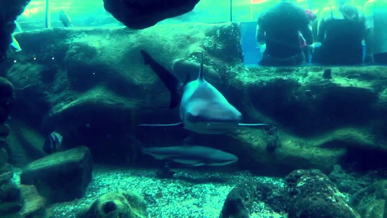 Tiburones ️ Sharks Bournemouth - YouTube