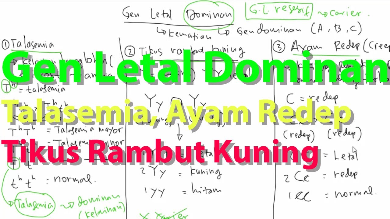Gen Letal Dominan ( Talasemia, Ayam Redep, dan Tikus Rambut Kuning ...
