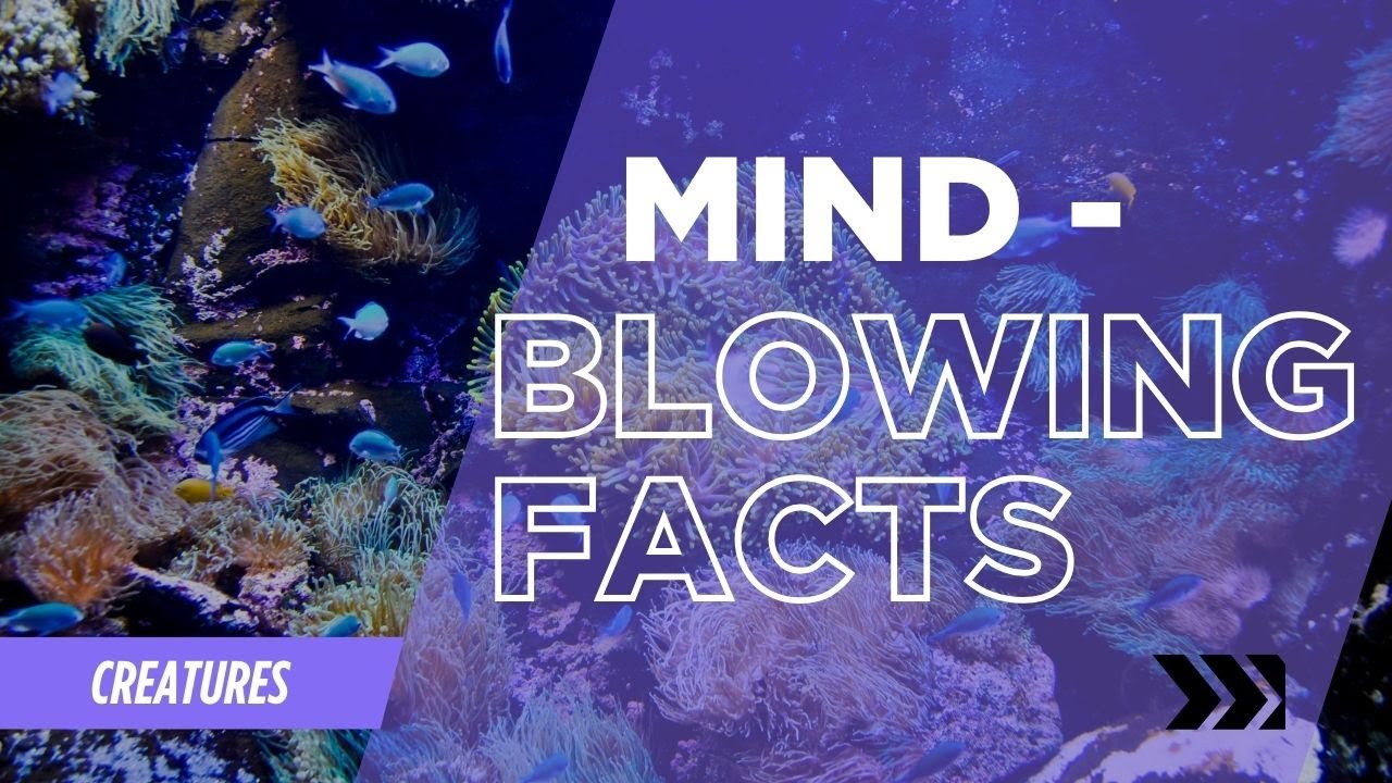 Marine Mysteries: 8 Mind-Blowing Facts About the Ocean's Secrets - YouTube