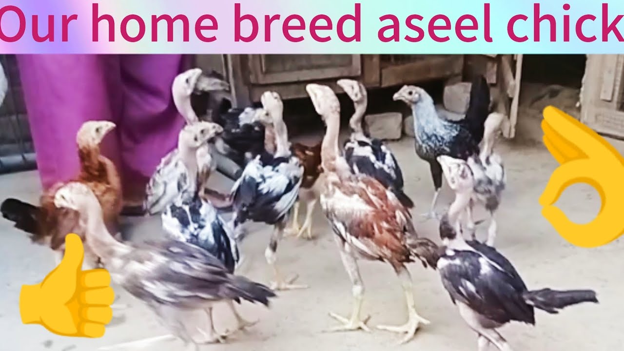 Our home breed aseel chicks | Shahbaz's Fighter Aseel | #aseel # ...