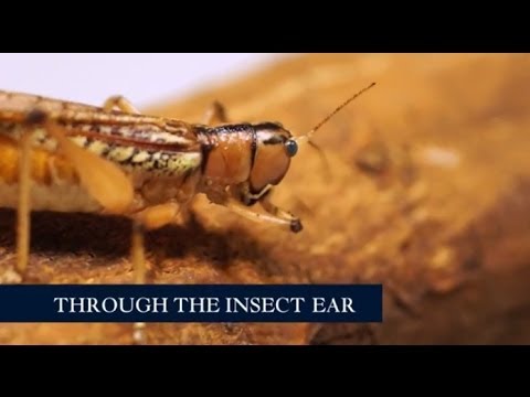 Through the insect ear at the Royal Society Summer Science Exhibition ...