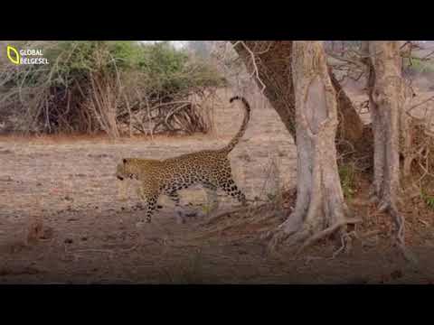 leopar belgeseli vahşi güzellik