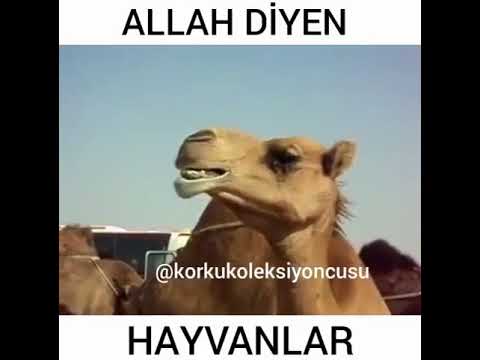 Allah diyen hayvanlar  / Animals that say Allah LA İLAHE İLLALLAH MUHAMMEDÜN RESULÜLLAH 🌹❤️🕋❤️🌹